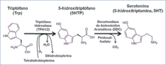 Figura13. Transformación del triptófano y síntesis de la serotonina (59)