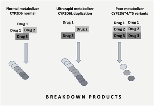 Figure 2. Normal, ultrarapid and poor metabolizers