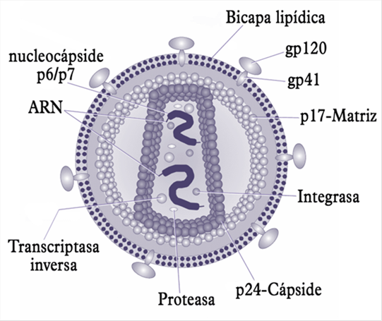 Figura 8. Estructura del VIH