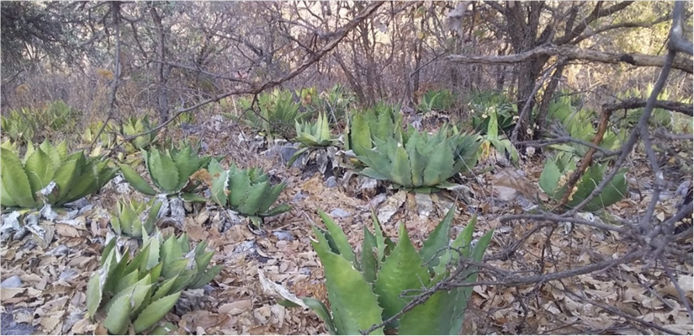 Figura 3 . Agave cupreata a unaño del incendio, nótese la recuperación ...