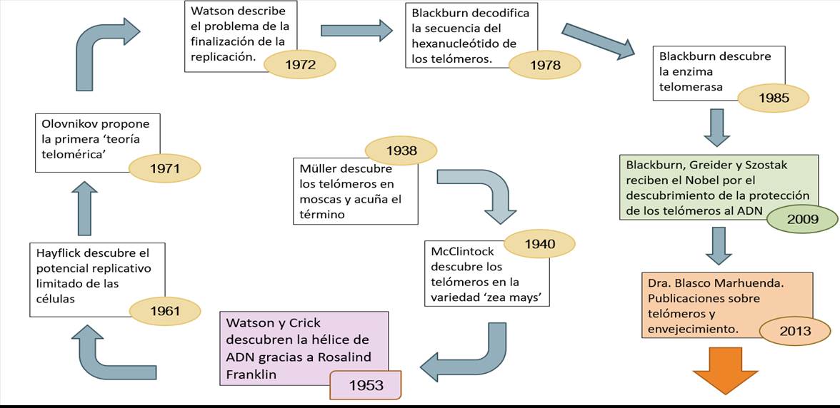 Estructurade los telómeros. Su significación y sentido fisiológico y ...