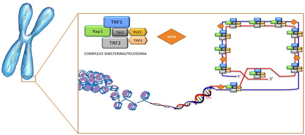 Estas secuencias hexaméricasrepetidas de ADN son potencialmente ...