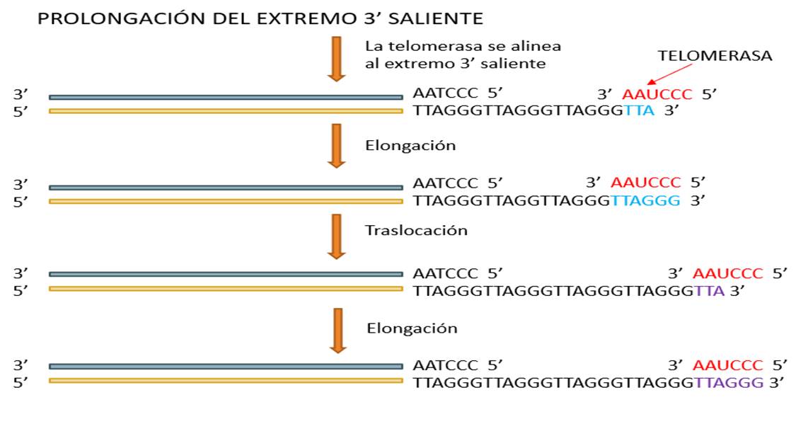 Telómeros,telomerasa y envejecimiento. Una visita al Premio Nobel de ...