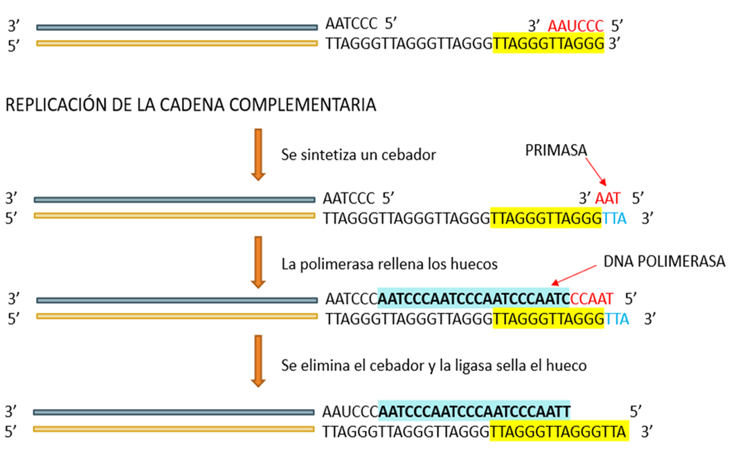 Telómeros,telomerasa y envejecimiento. Una visita al Premio Nobel de ...