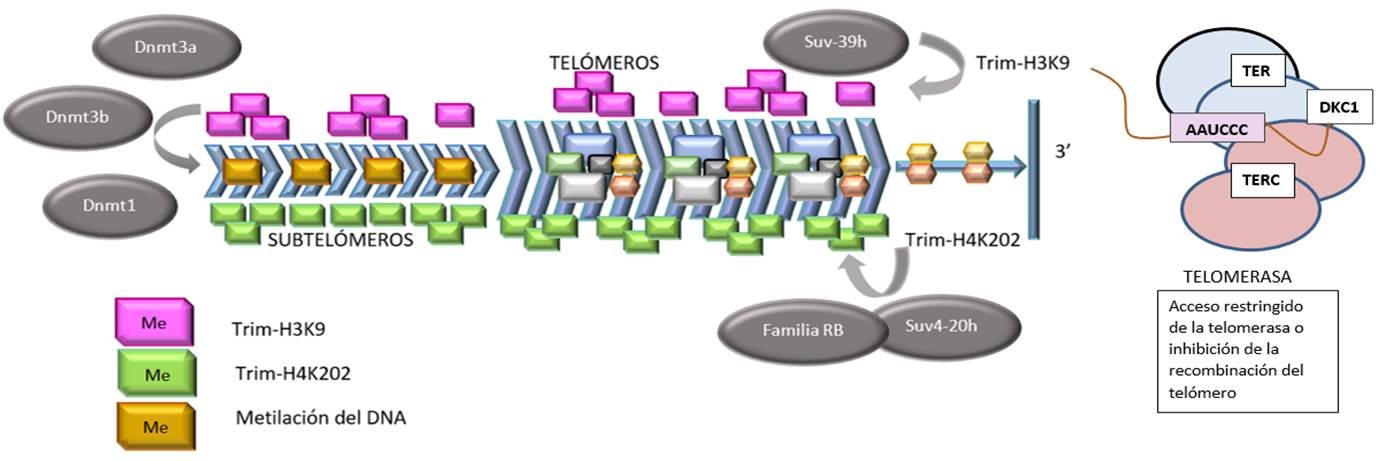 Además del complejotelosoma/shelterina, los telómeros y subtelómeros ...