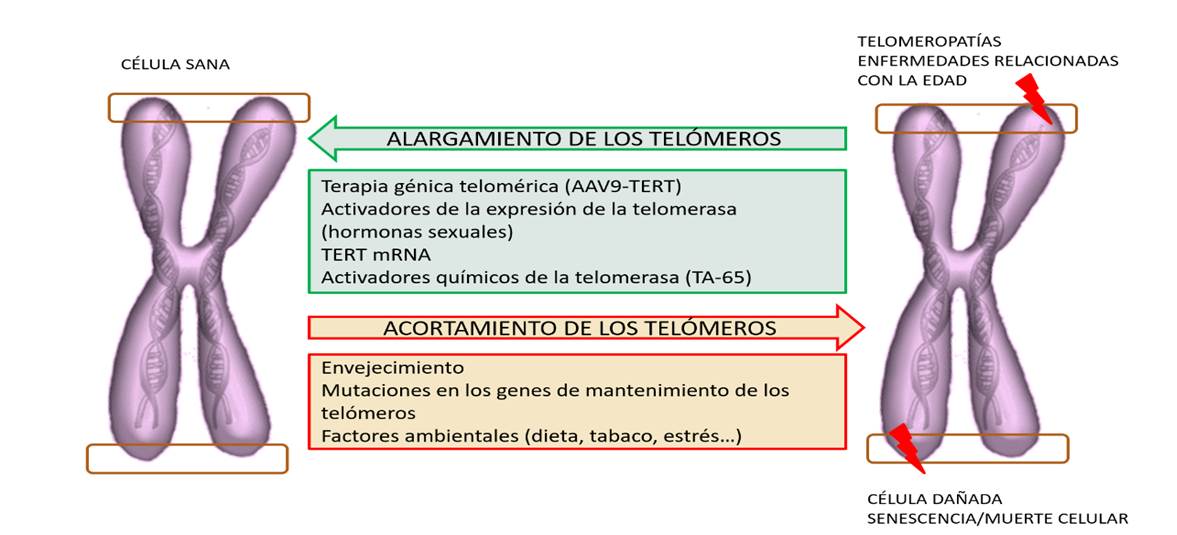 Figura 9. María Blasco Marhuenda. Fotode AMIT. https ...